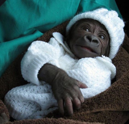 20 cele mai haioase poze cu maimuțe | ThePOC