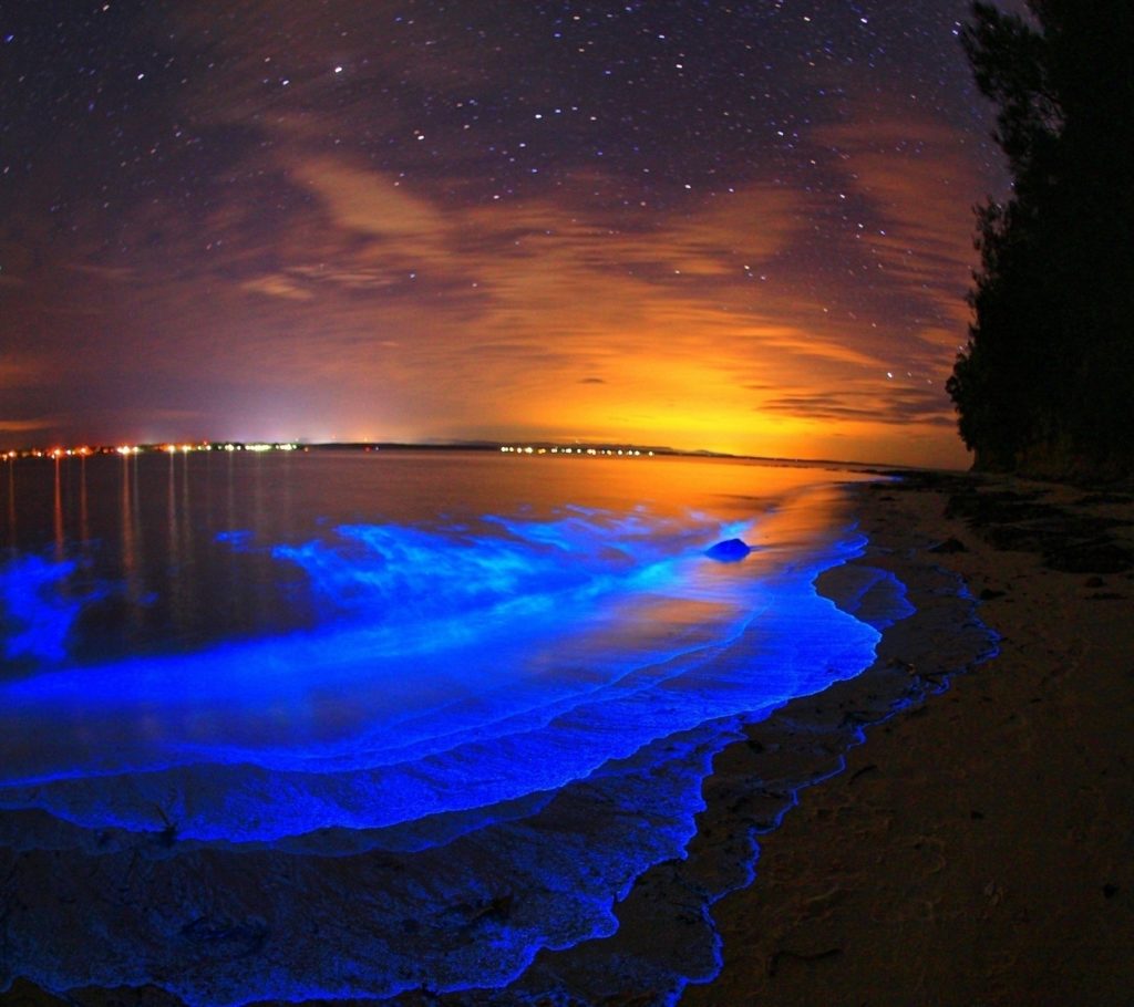 Valuri bioluminiscente o minune a naturii (imagini) – ThePOC