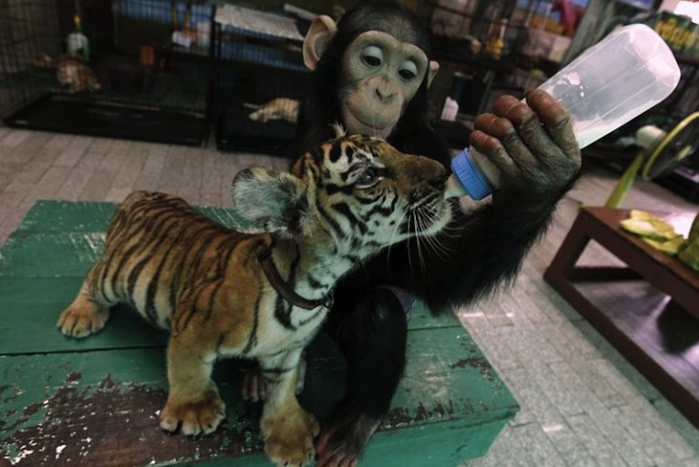 Poze frumoase cu animale (30 de imagini) – ThePOC