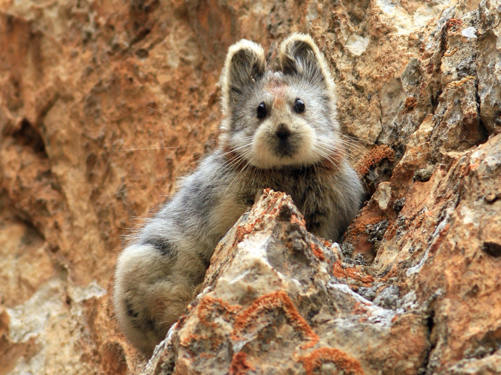 Poze frumoase cu animale (30 de imagini) – ThePOC