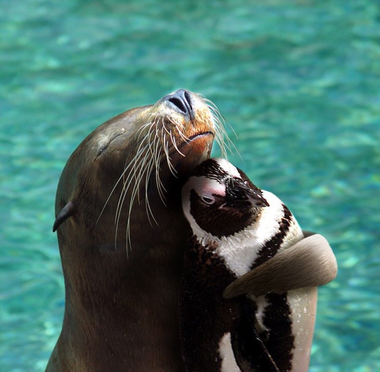 Poze frumoase cu animale (30 de imagini) – ThePOC
