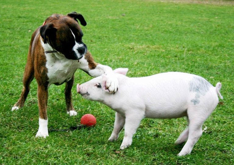 Poze frumoase cu animale (30 de imagini) – ThePOC