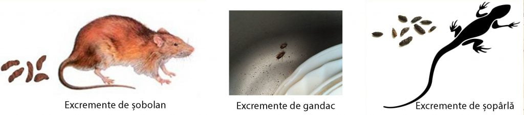 Cum se identifică excrementele de șoareci? – ThePOC