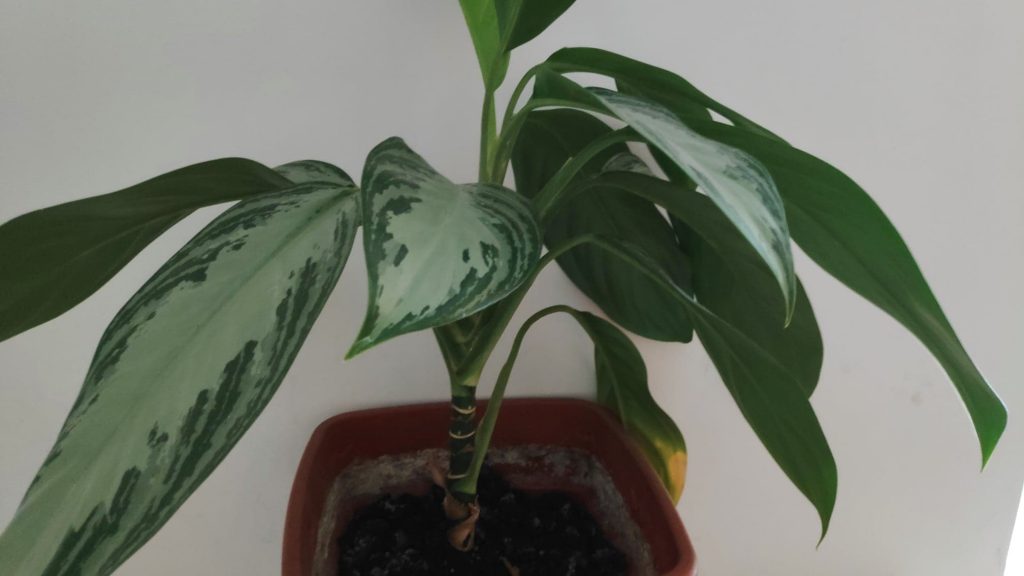 Cum Se Clasifică Plantele în Funcție De Tulpinile Lor? - ThePOC