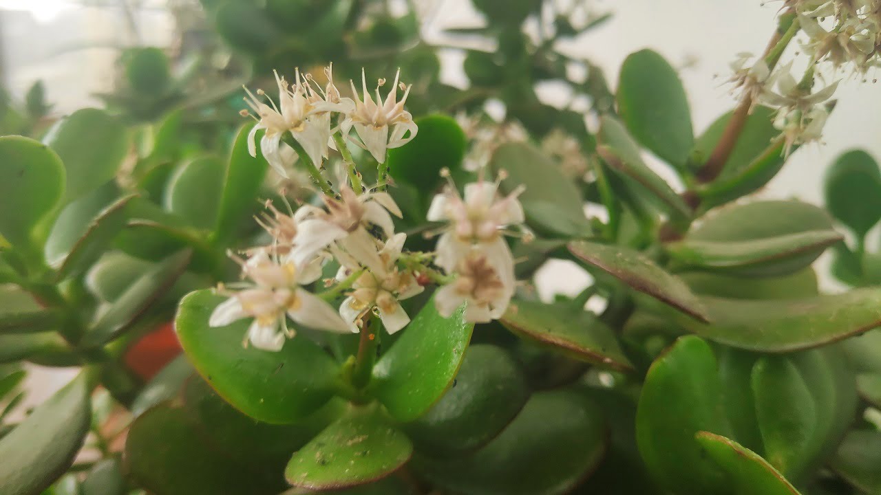 Părțile unei flori și funcțiile lor — ThePOC