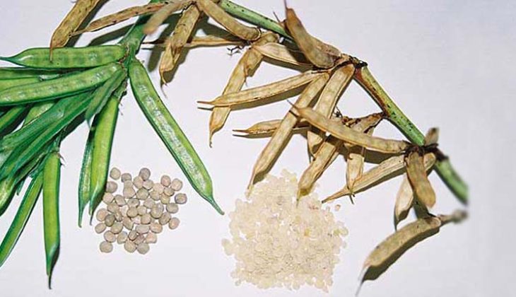 Guma De Guar: Ce Este, La Ce Se Folosește și în Ce Cantitate? - ThePOC