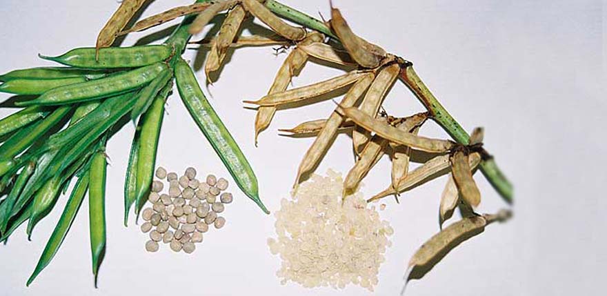 Guma de guar: ce este, la ce se folosește și în ce cantitate? — ThePOC