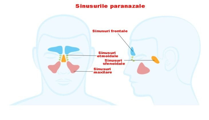 Ce Sunt Sinusurile Paranazale, Din Ce Sunt Alcătuite și Ce Rol Au Ele ...