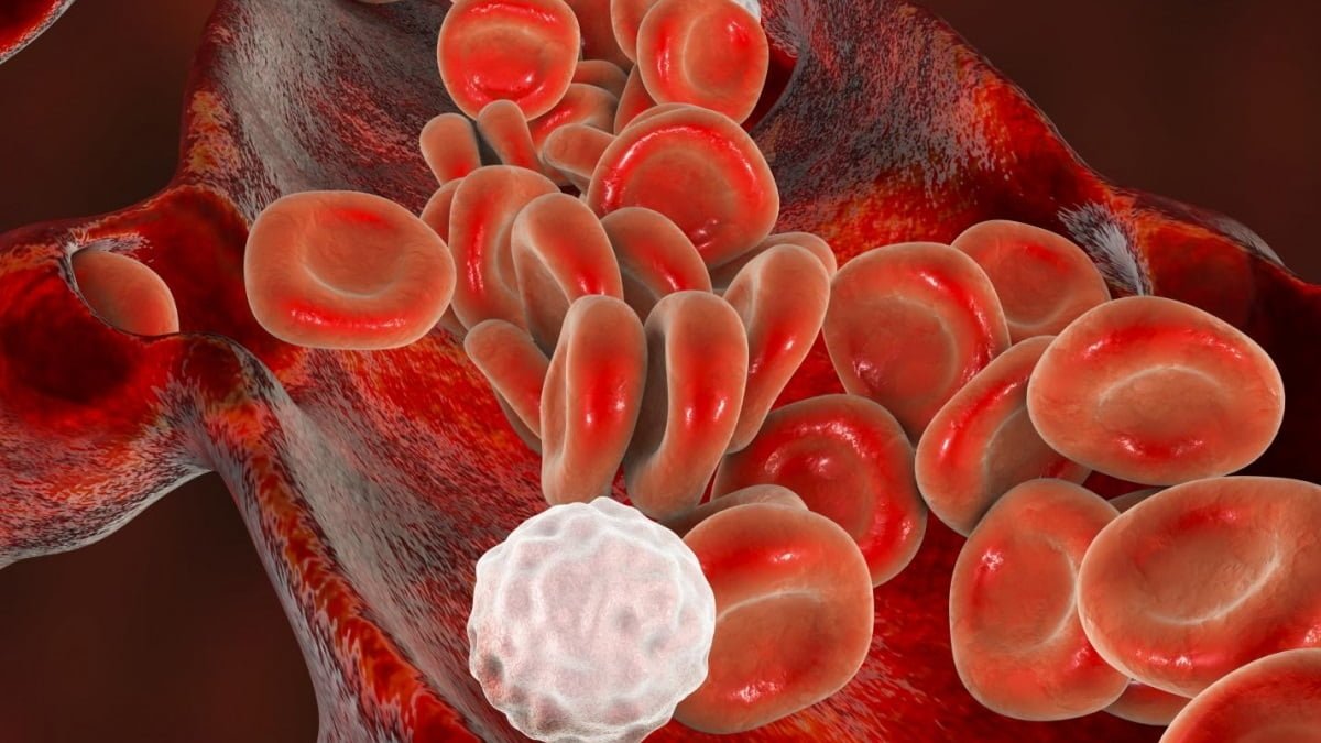 5 alimente care cresc celulele albe din sânge